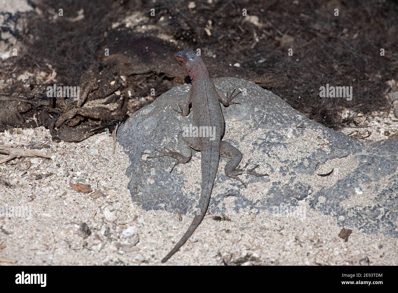 A Lava Lizard, Microlophus albemarlensis, in the Galapagos Stock Photo ...