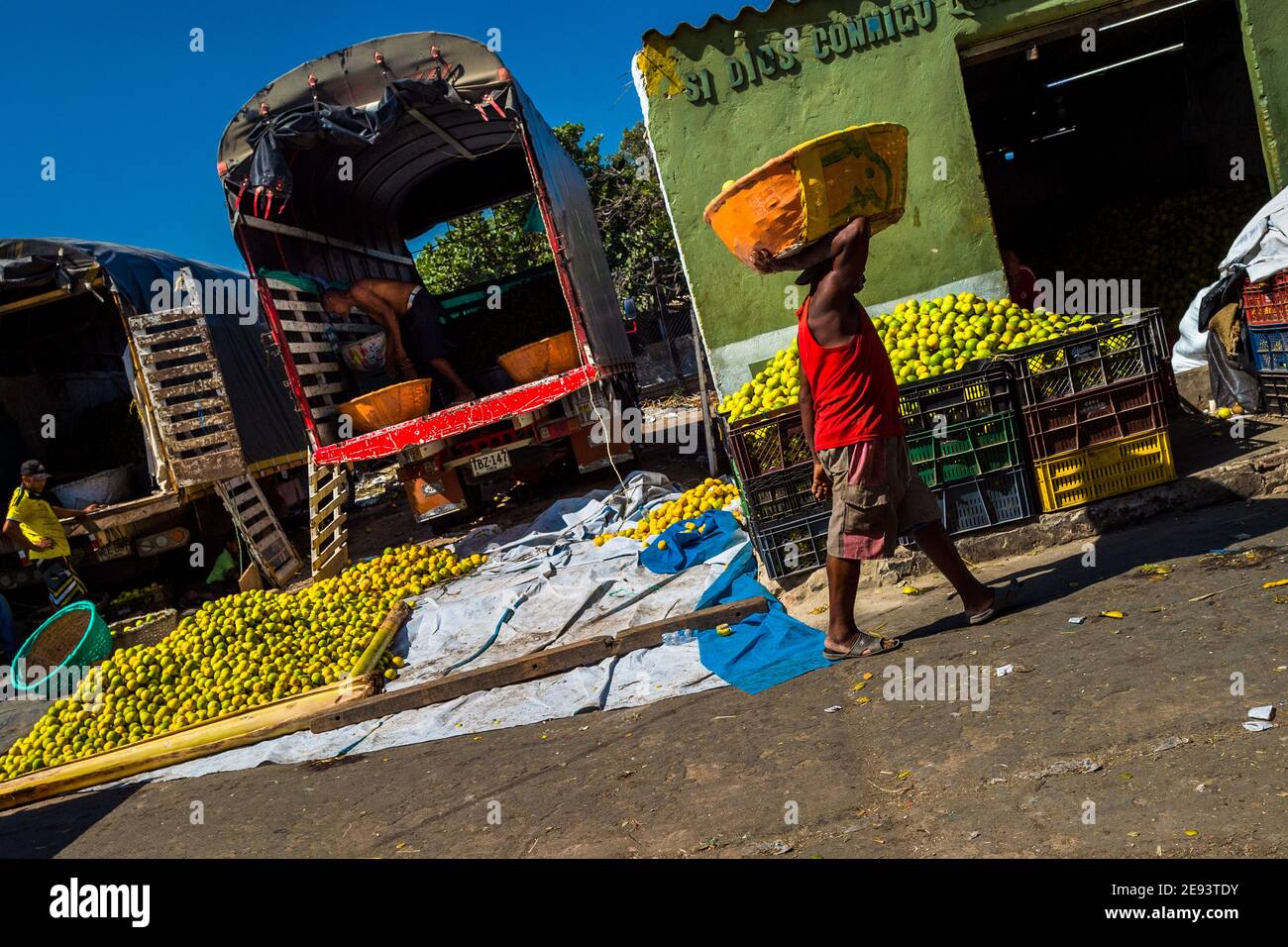 An Afro-Colombian worker carries a basket loaded with green oranges ...
