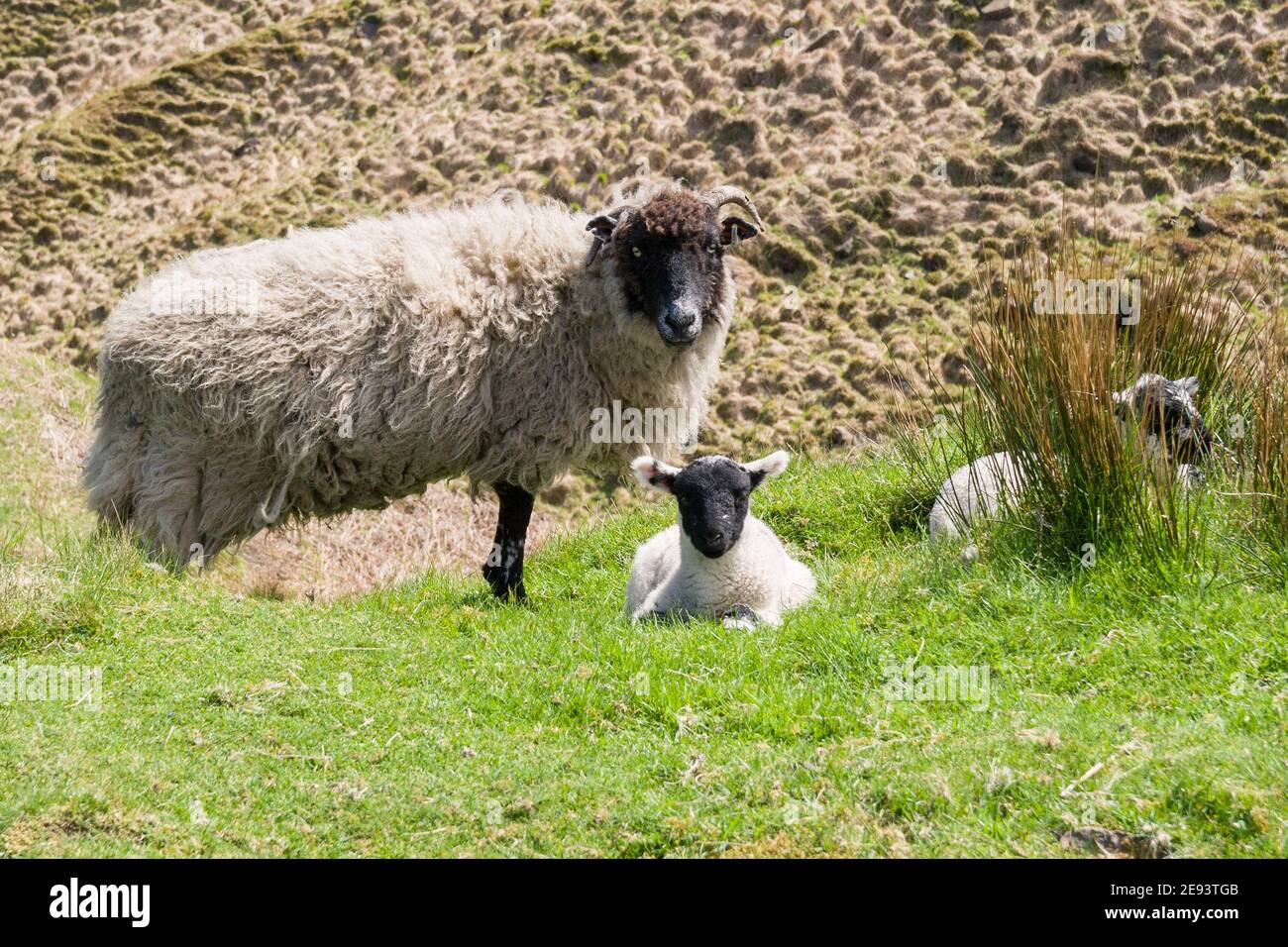 Sheep on Marsden Moor Stock Photo - Alamy
