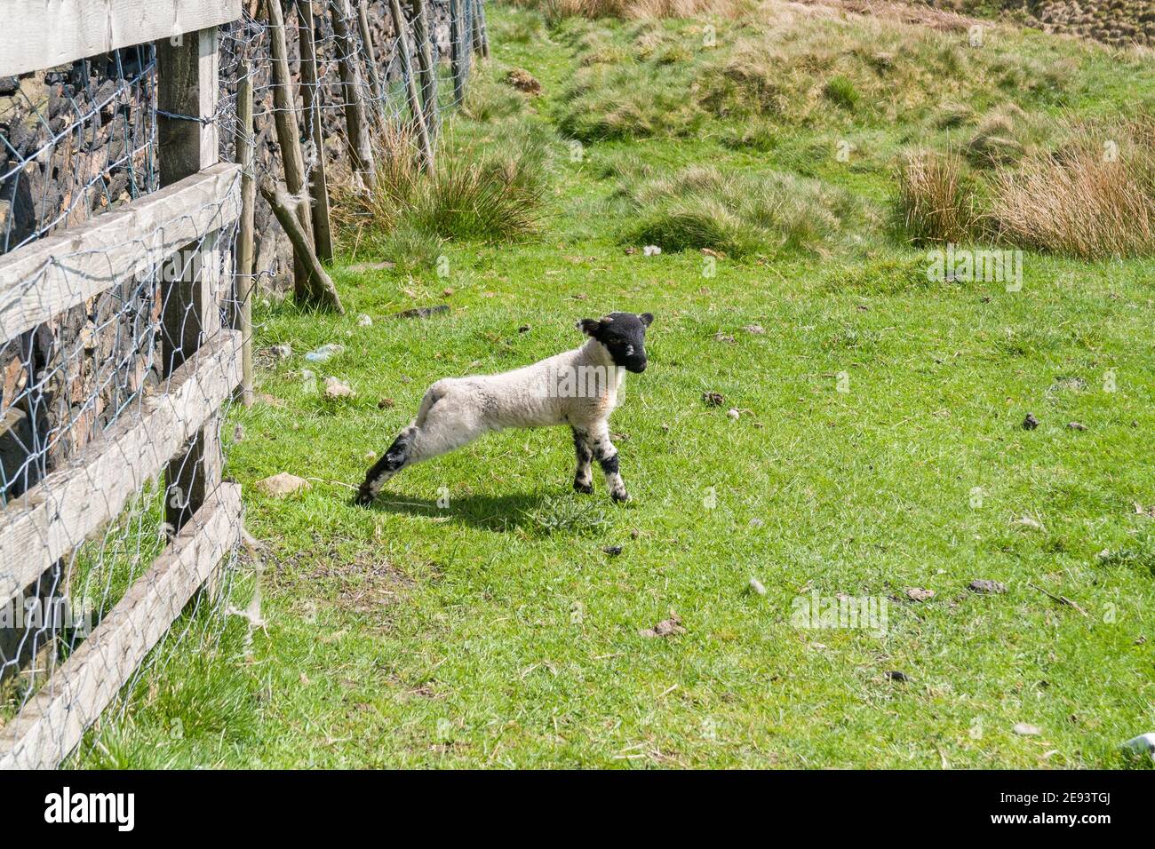 Sheep on Marsden Moor Stock Photo - Alamy