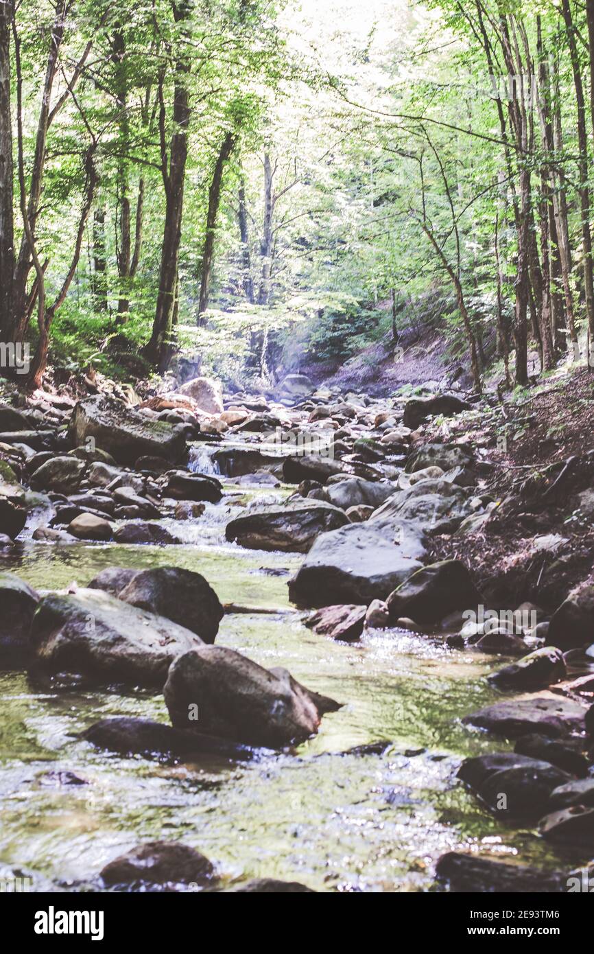 Mountain River Stream Through Summer Forest. Clear Water. Day In Nature ...