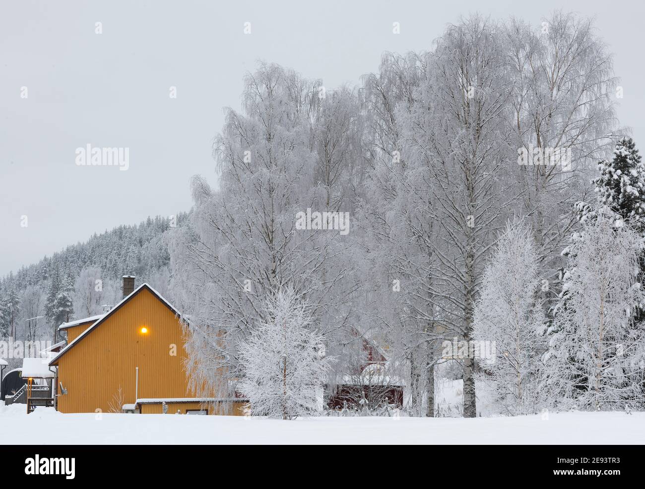 rural buildings and trees in winter, north sweden Stock Photo - Alamy