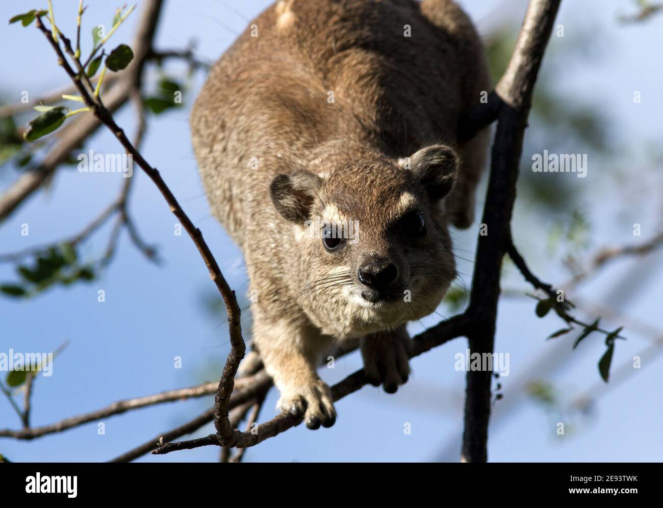 Relative to elephant hi-res stock photography and images - Alamy