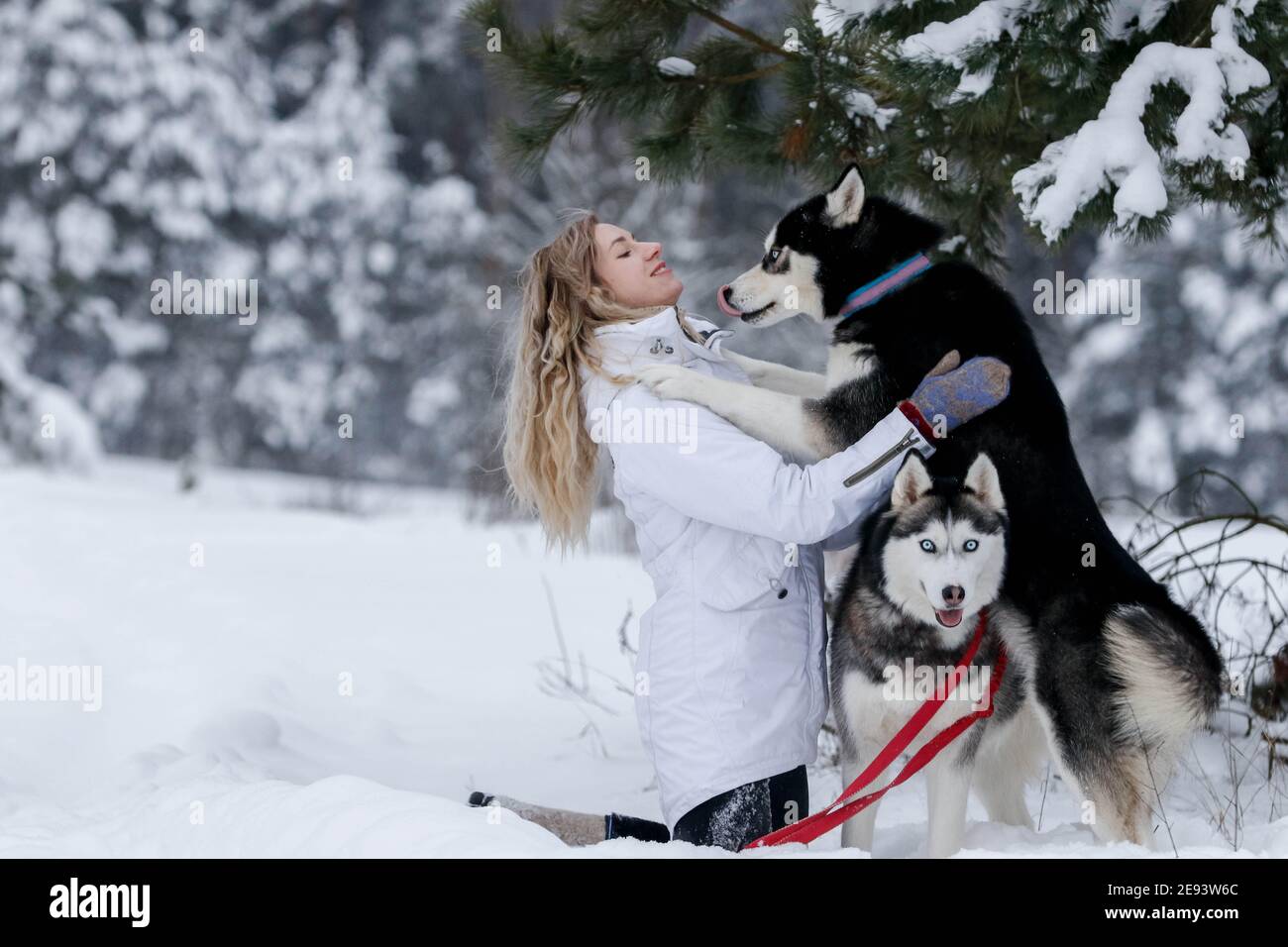 Girl walking with siberian husky in winter forest and park, animals and ...