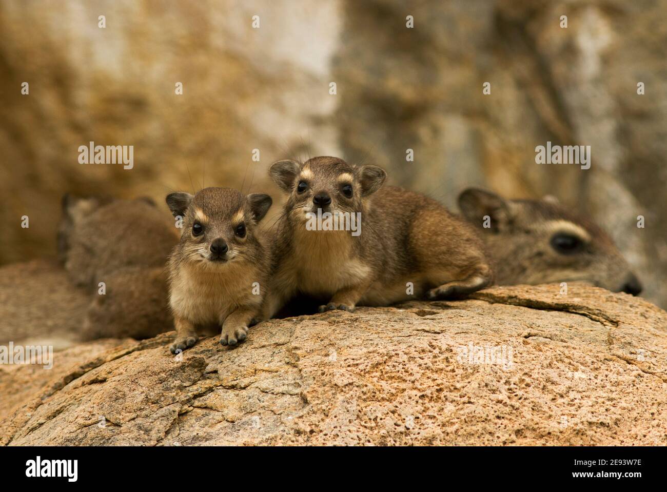When the mothers go to feed in the nearby trees and shrubs, the infant ...