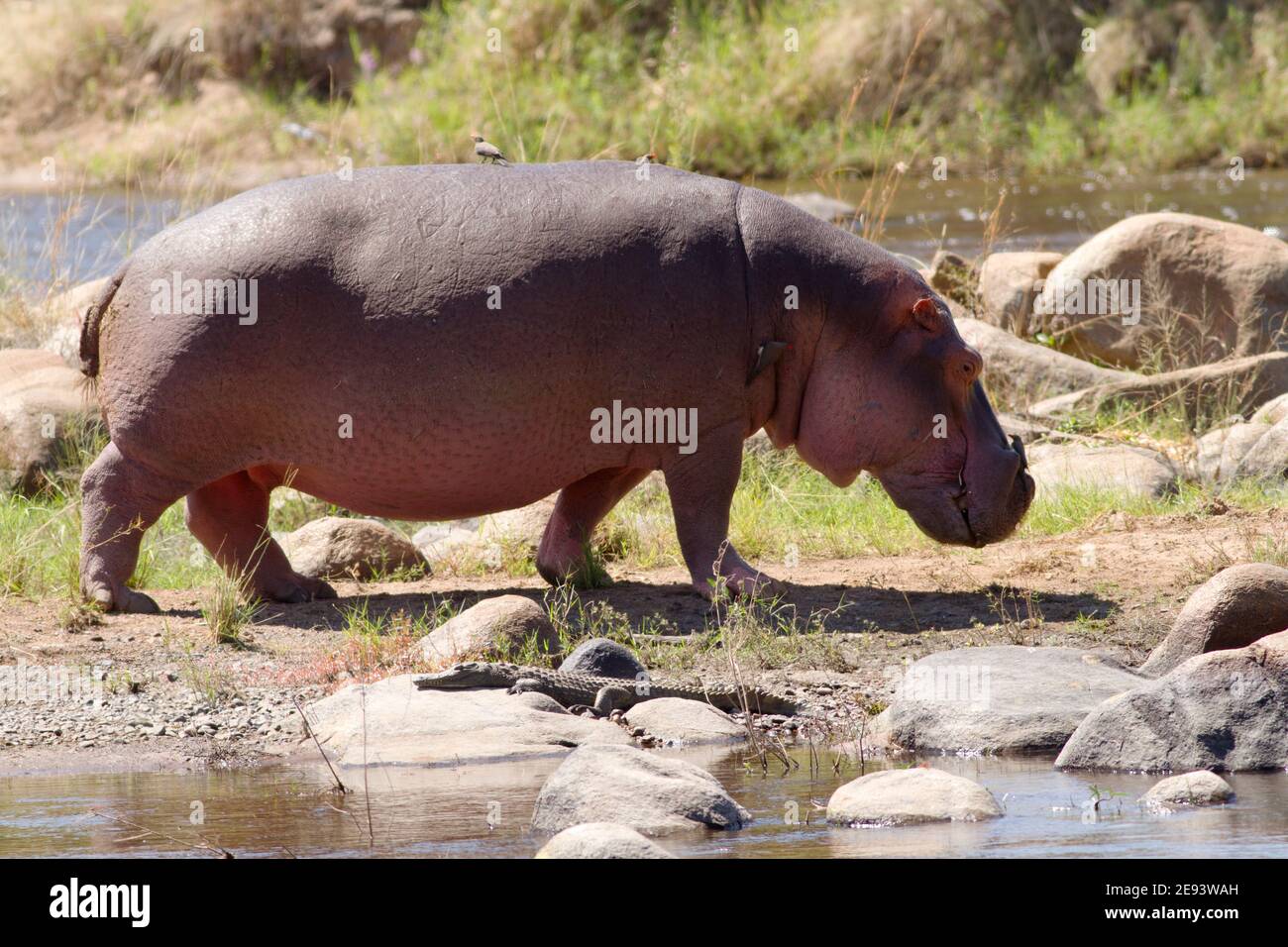 A large Hippopotamus bull wanders past a young crocodile basking in the ...
