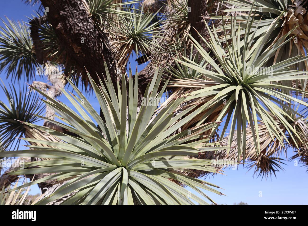 Low angle shot of spines and branches of Joshua trees in Arizona Stock ...