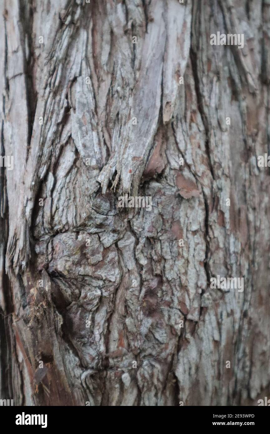 Vertical shot trunk on hi-res stock photography and images - Alamy