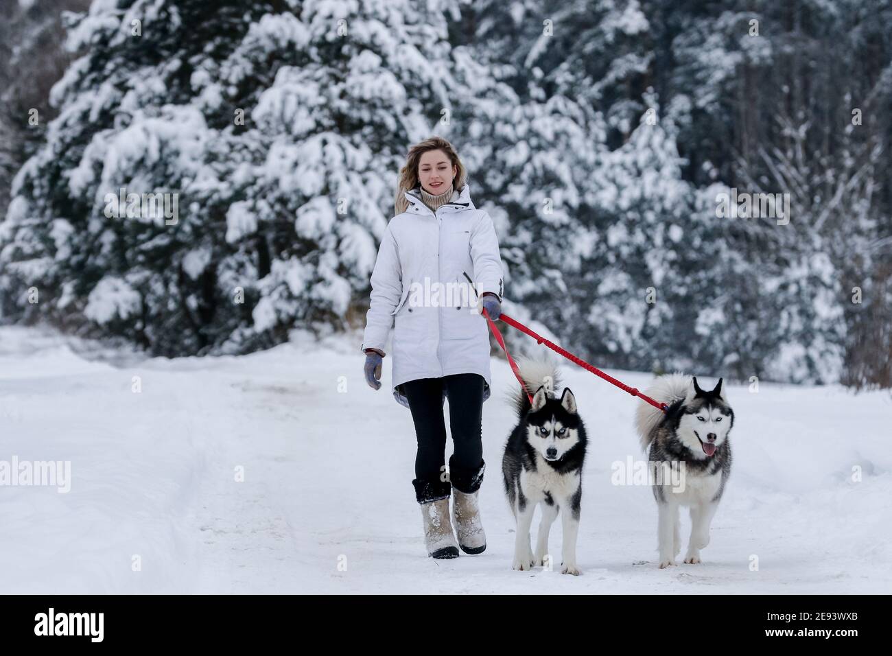 Girl walking with siberian husky in winter forest and park, animals and ...