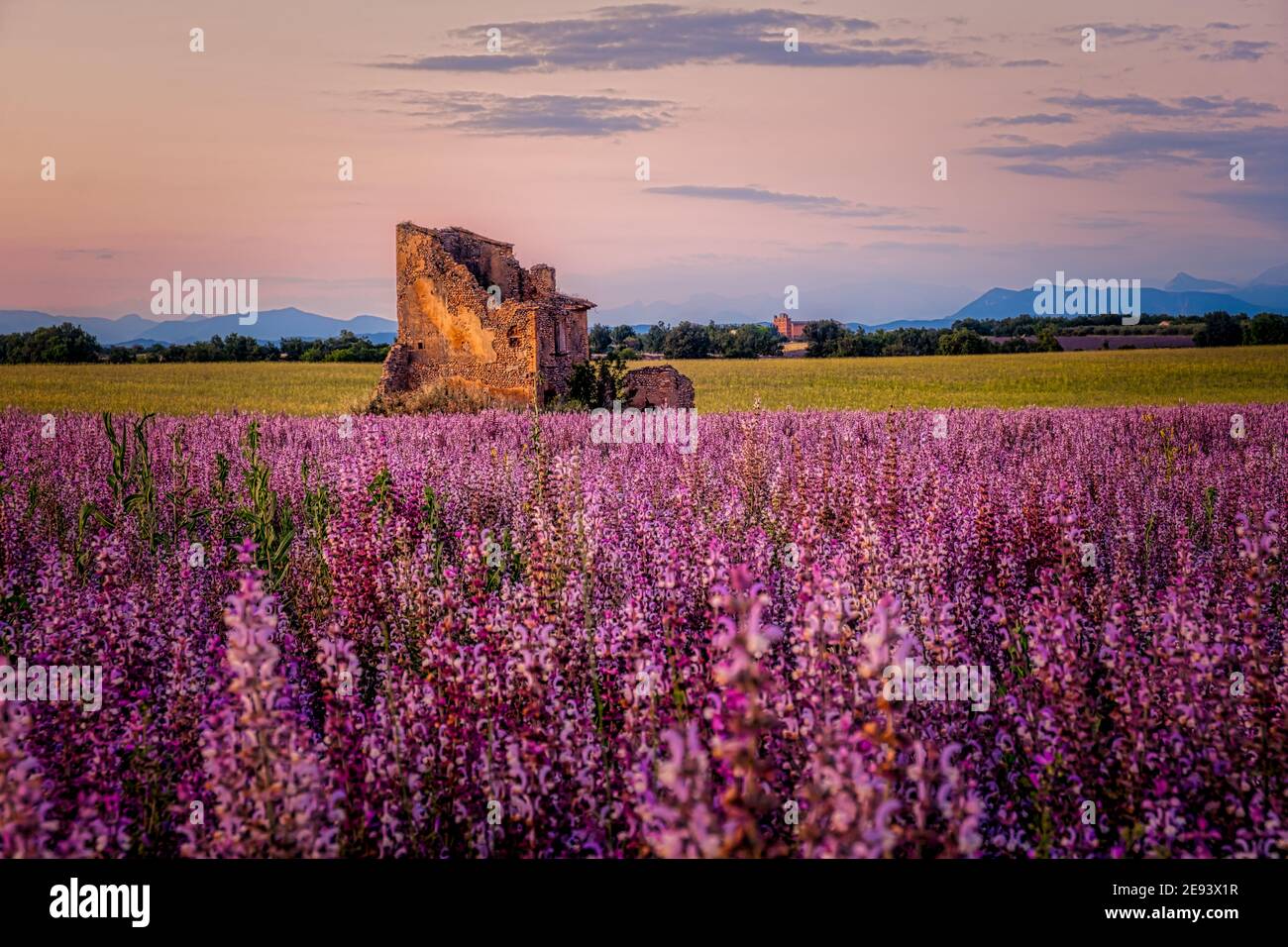 Provence, Lavender field at sunset, Valensole Plateau Provence France ...