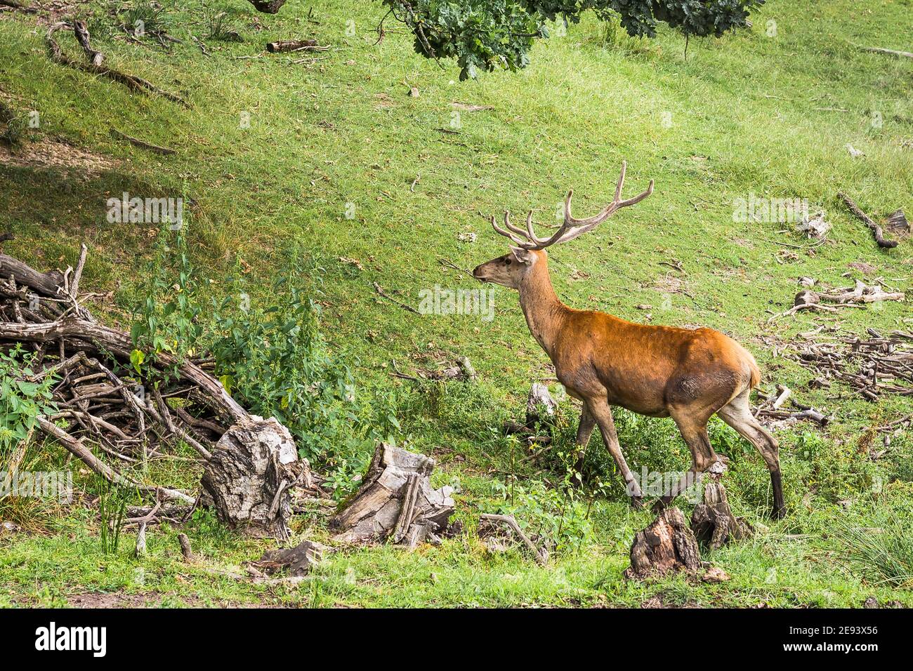 Selective focus of a Caspian red deer climbing a hill Stock Photo - Alamy