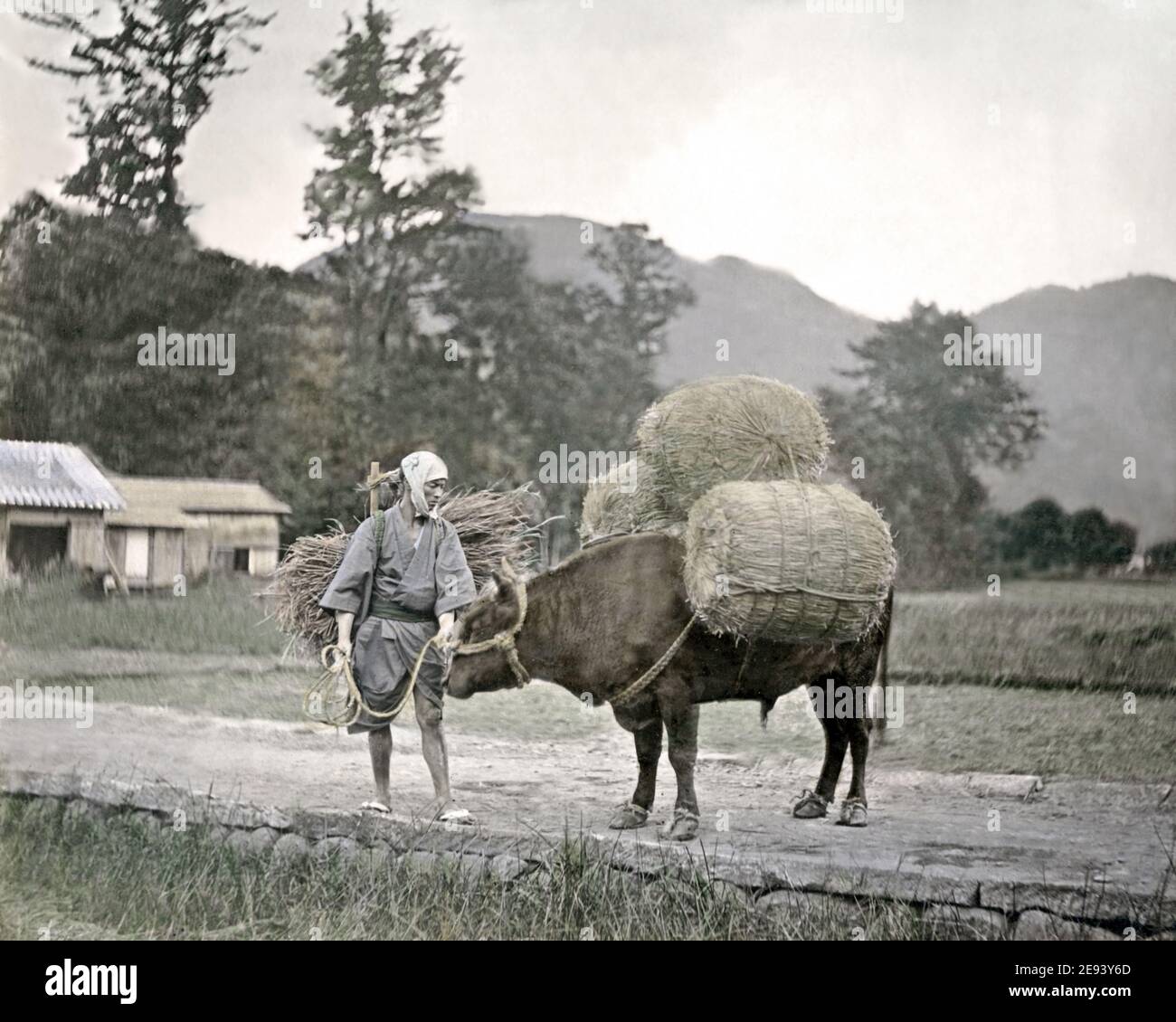 Late 19th century photograph - Farmer and pack oxen, Japan Stock Photo ...