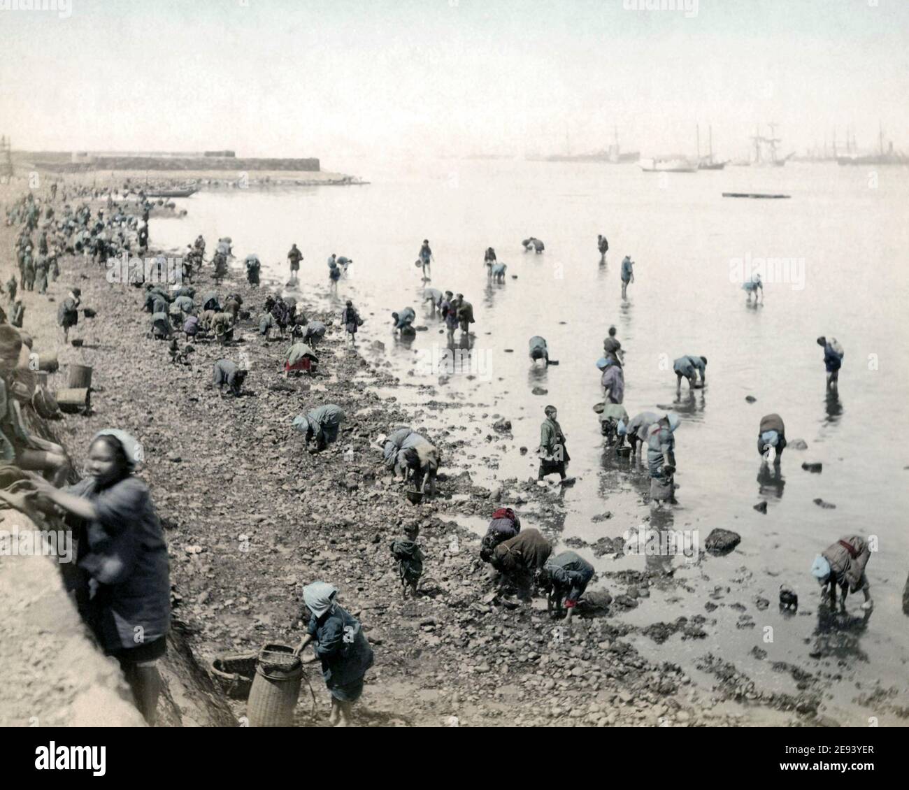 Late 19th century photograph - Shell Picking, picking shellfish on the ...