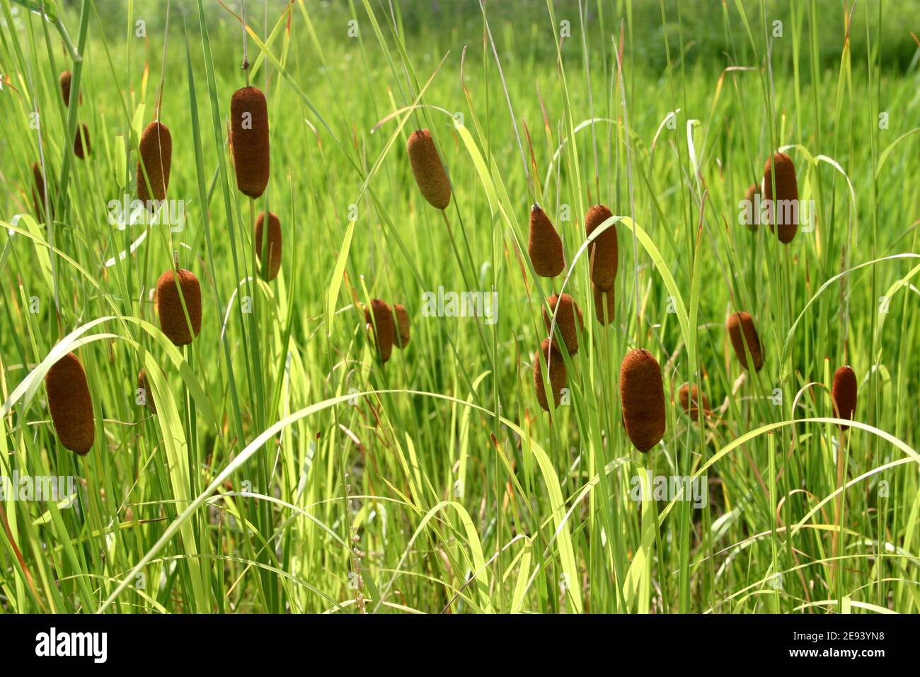 Reed catkins hi-res stock photography and images - Alamy