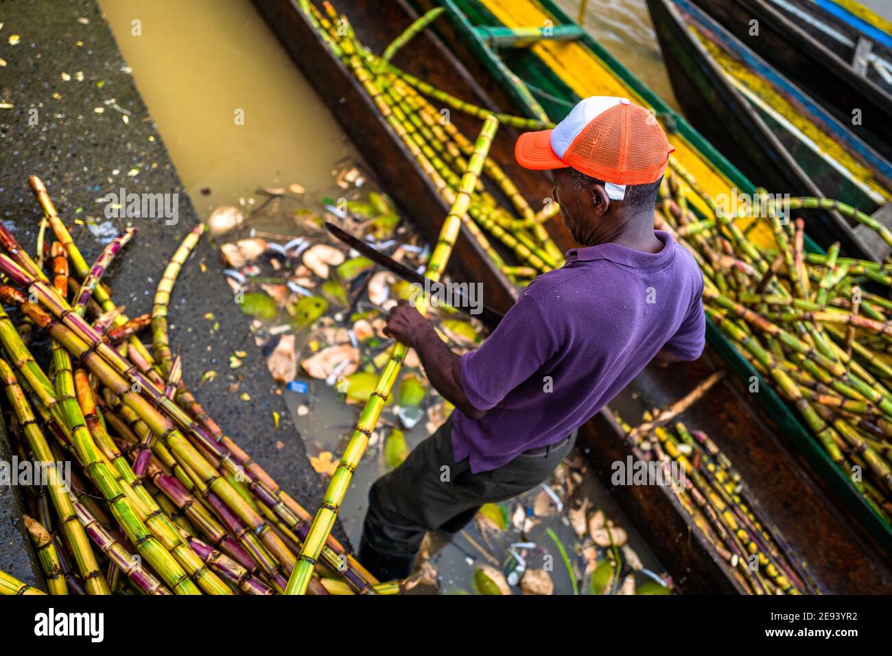 An Afro-Colombian worker cuts sugarcane stems loaded in wooden cargo ...