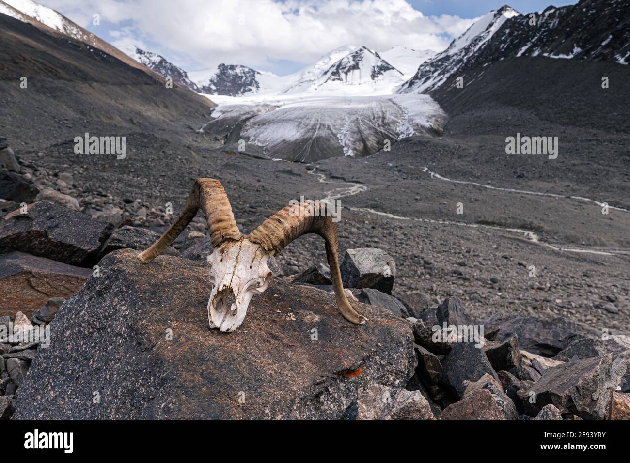 Argali sheep hi-res stock photography and images - Alamy