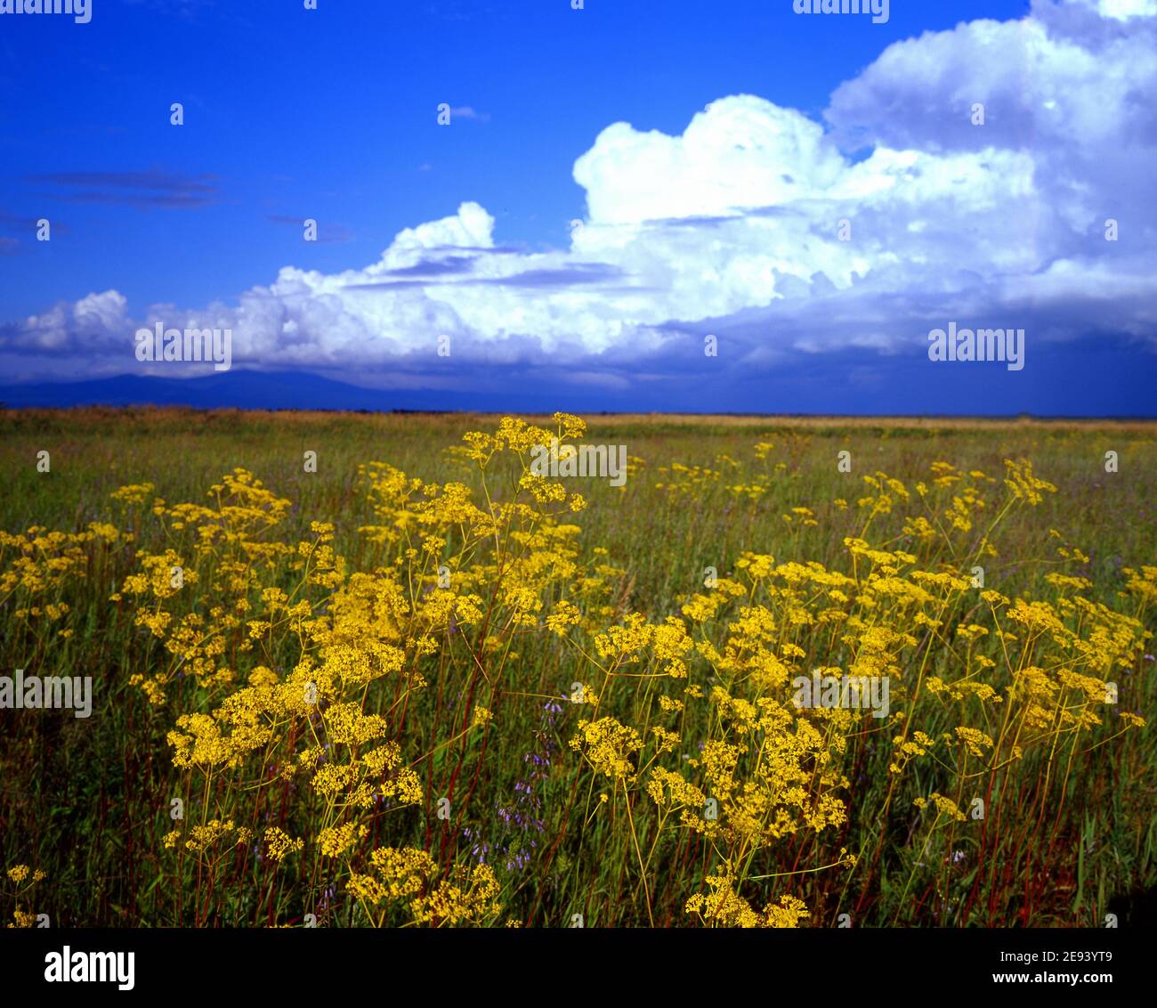 Bolshoy ussuriysky island hi-res stock photography and images - Alamy