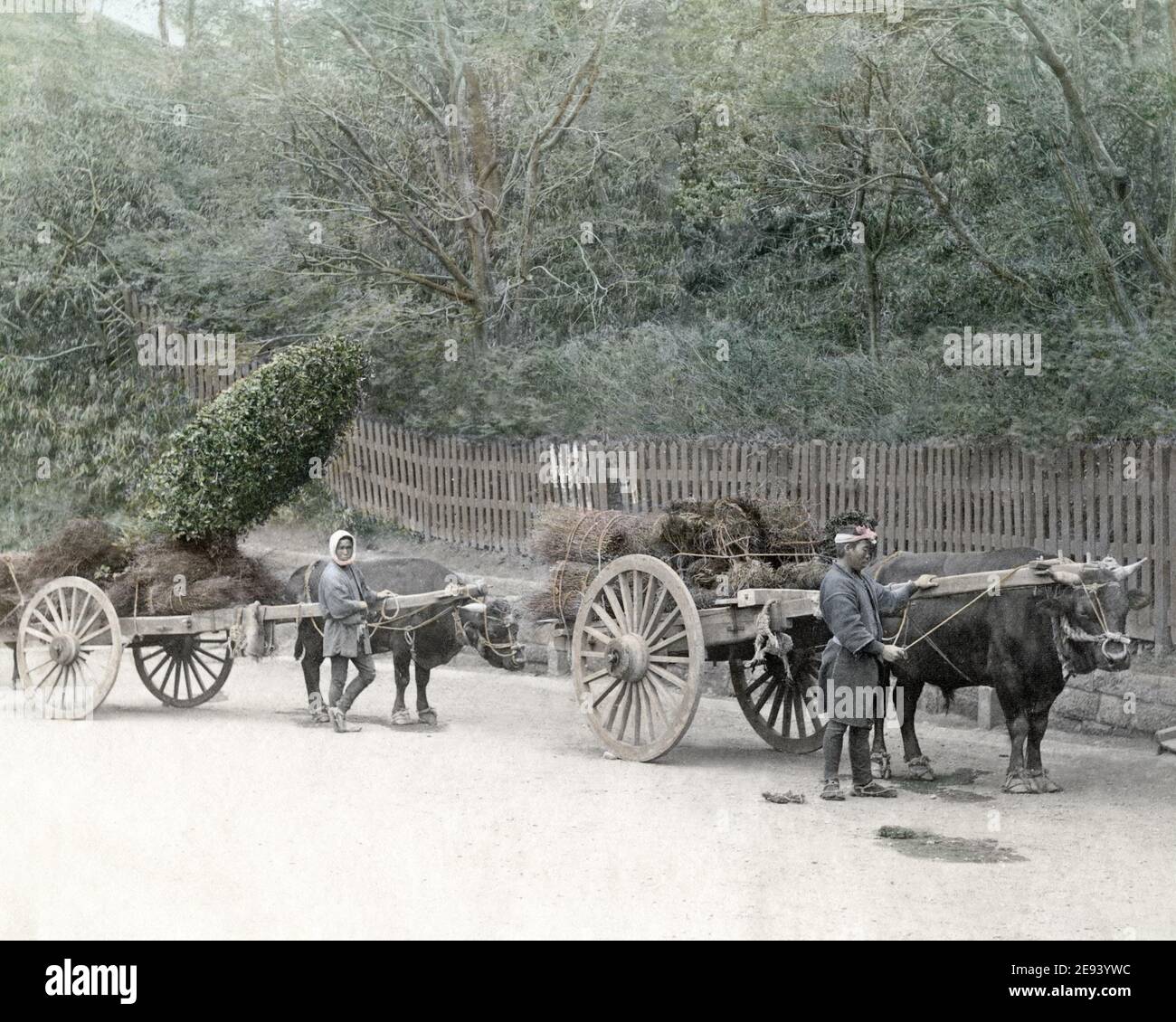 Late 19th century photograph - farm Ox Carts, Japan Stock Photo - Alamy