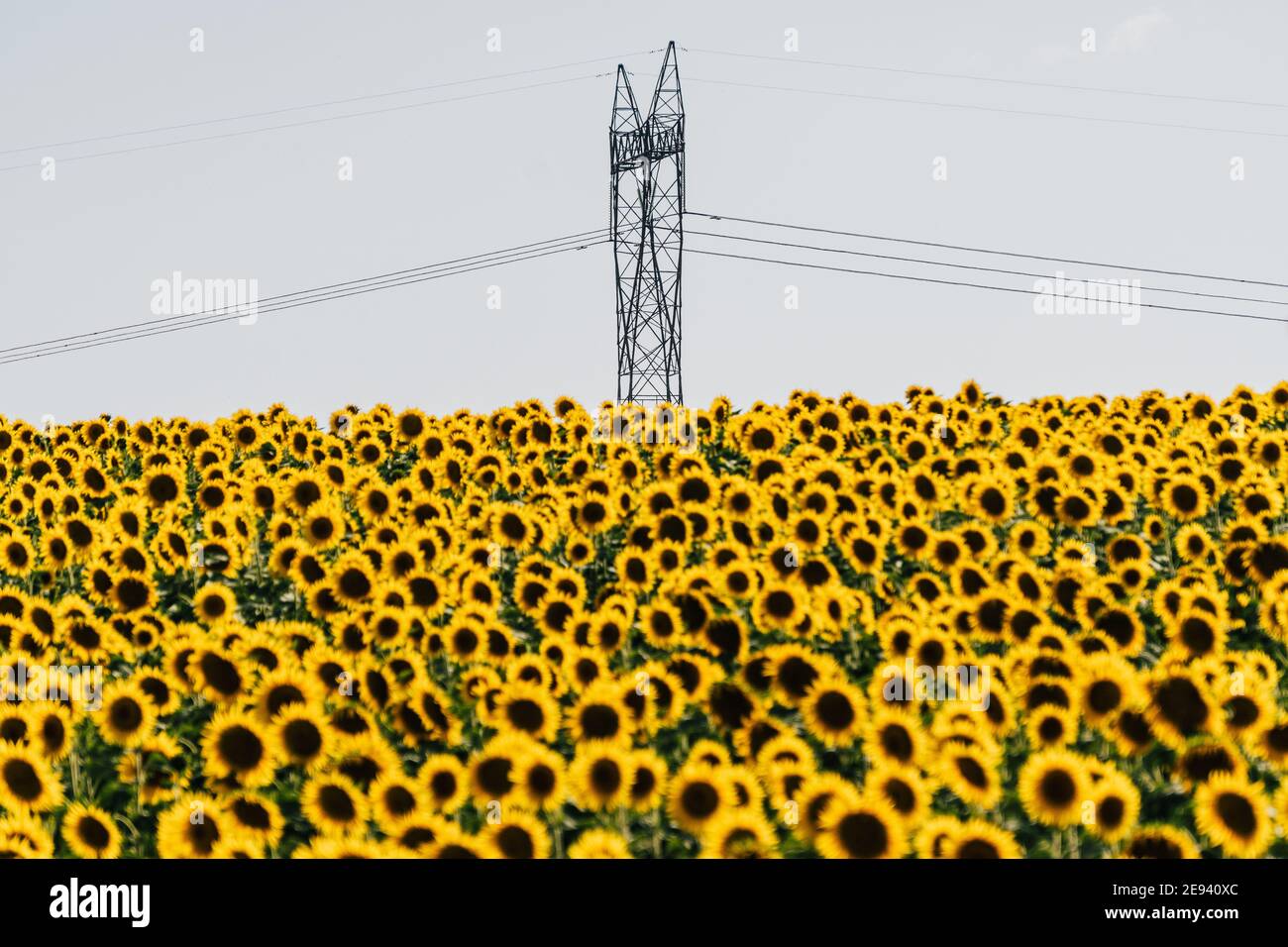 Transmission tower in the beautiful sunflower field against the blue ...