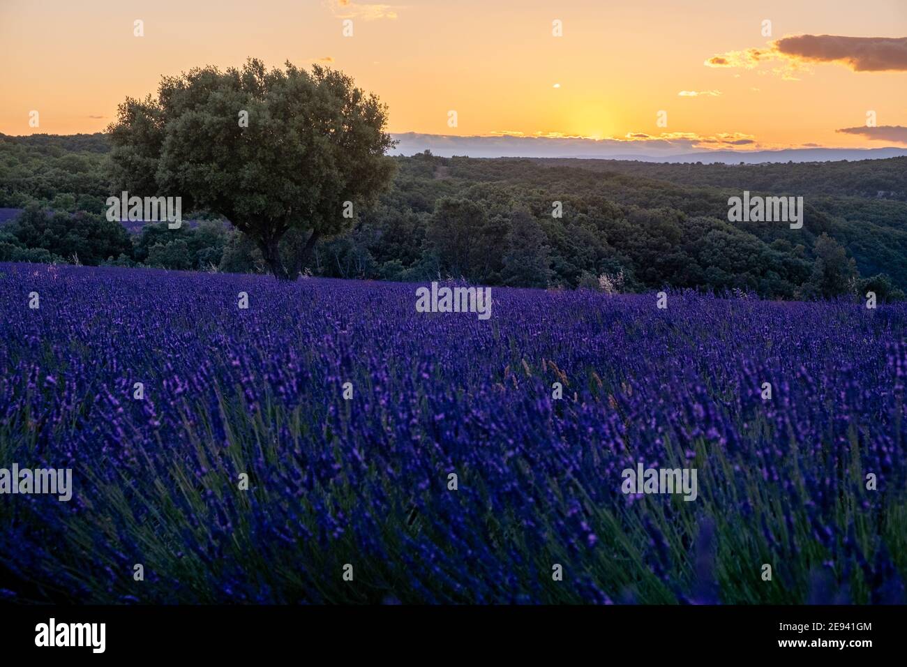 Lavender fields in Ardeche in southeast France. Europe Stock Photo - Alamy