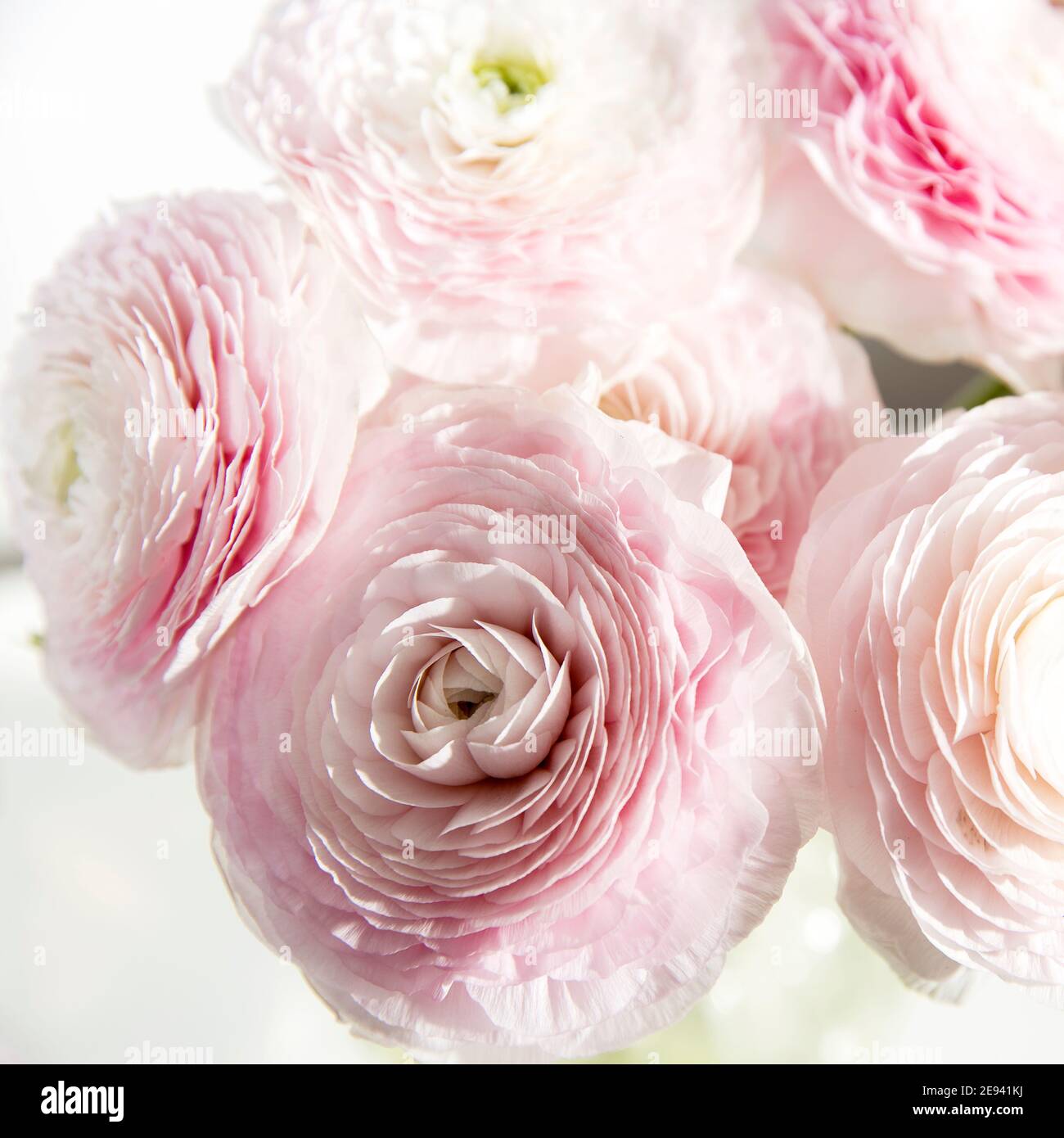 pink persian buttercup isolated on pale gray. Copy space Stock Photo ...