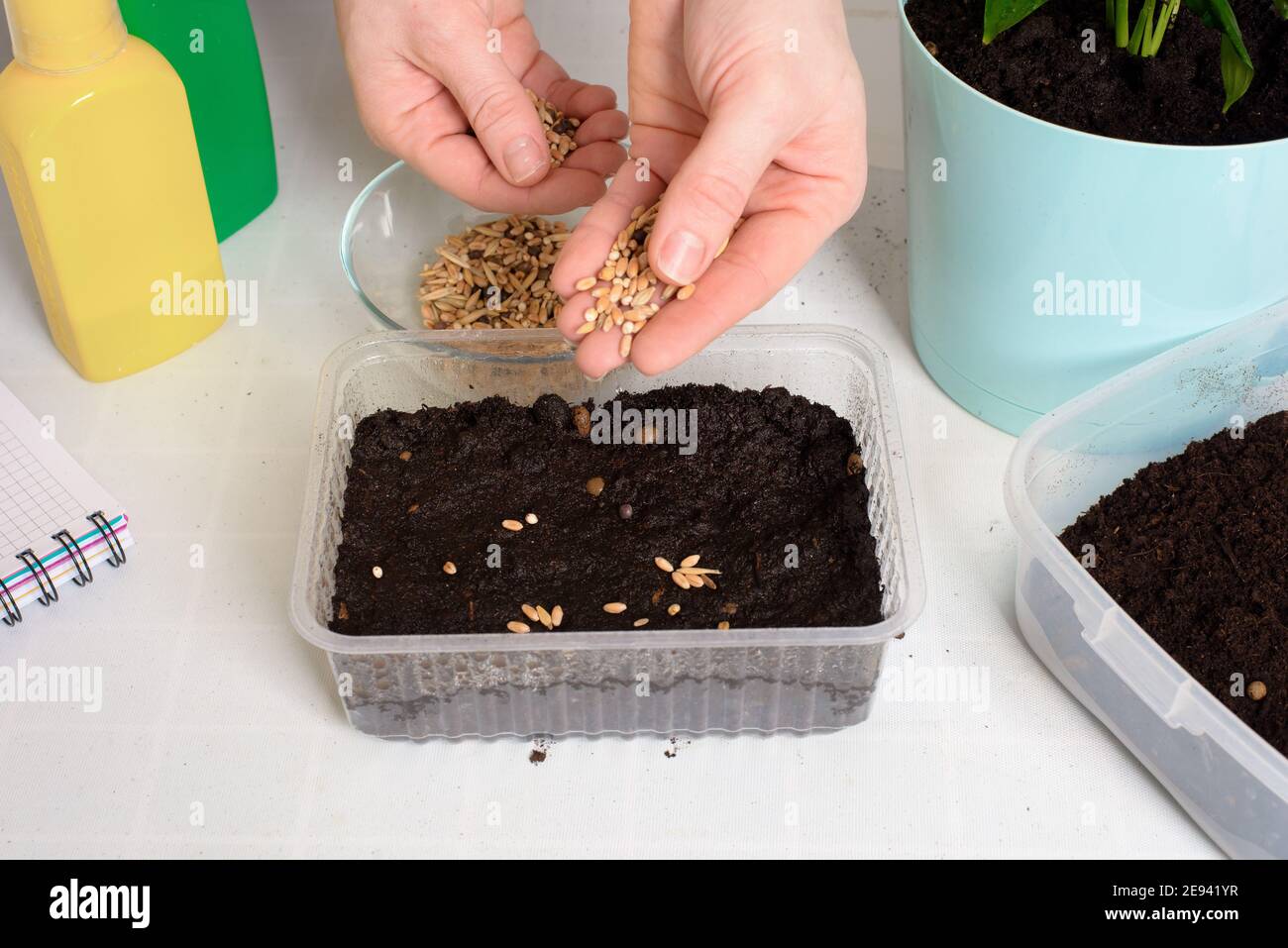 plant and sow seeds in planters for germination at home . step-by-step ...