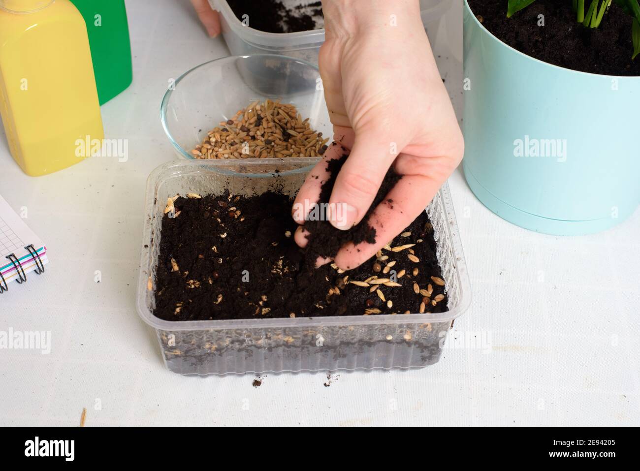 plant and sow seeds in planters for germination at home . step-by-step ...
