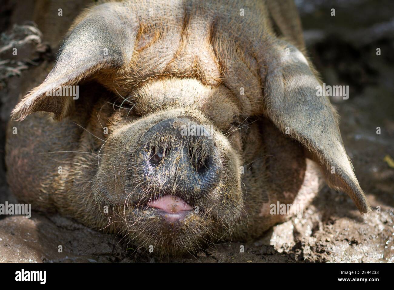 Laos, Don Khon. Vietnamese pig taking a nap in the mud Stock Photo - Alamy