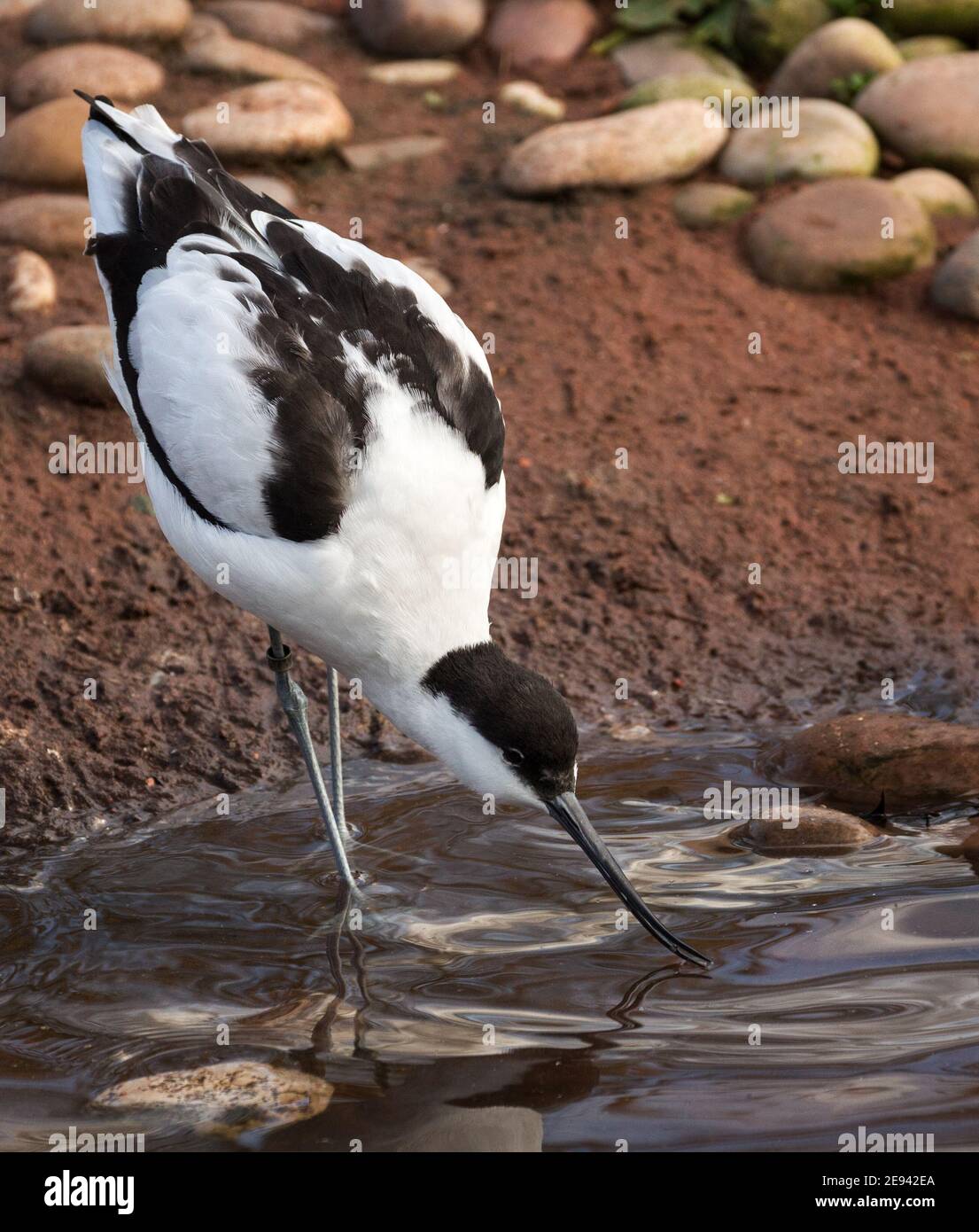 Swishing its hi-res stock photography and images - Alamy