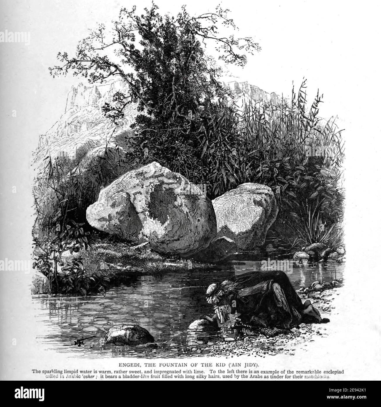 Bladder drawing hi-res stock photography and images - Alamy