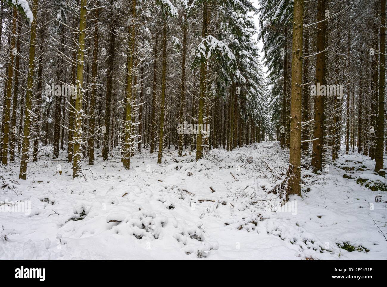 A pine forest covered in snow. Picture from Scania, southern Sweden ...