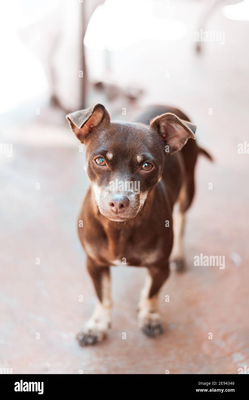 Smiling miniature pinscher hi-res stock photography and images - Alamy