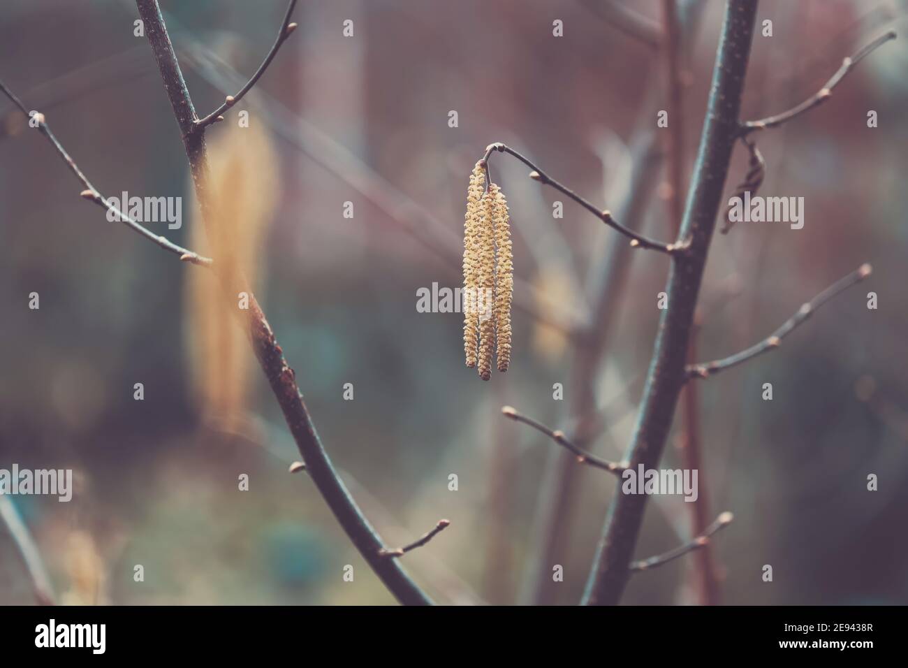 Hazel tree in a garden Stock Photo - Alamy