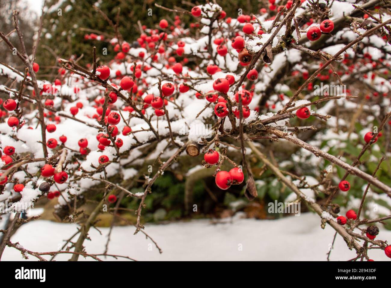 red small round berries on a thin brown tree branch and in the ...