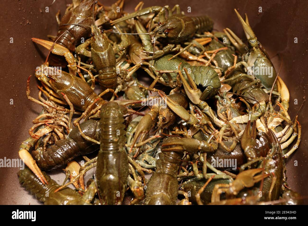 Details of fresh crayfish in the kitchen sink Stock Photo - Alamy