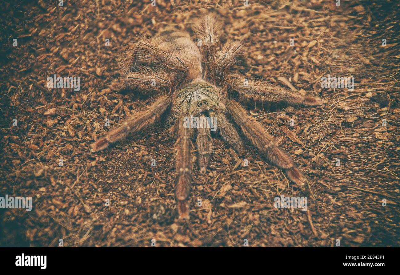Goliath bird eating spider hi-res stock photography and images - Alamy