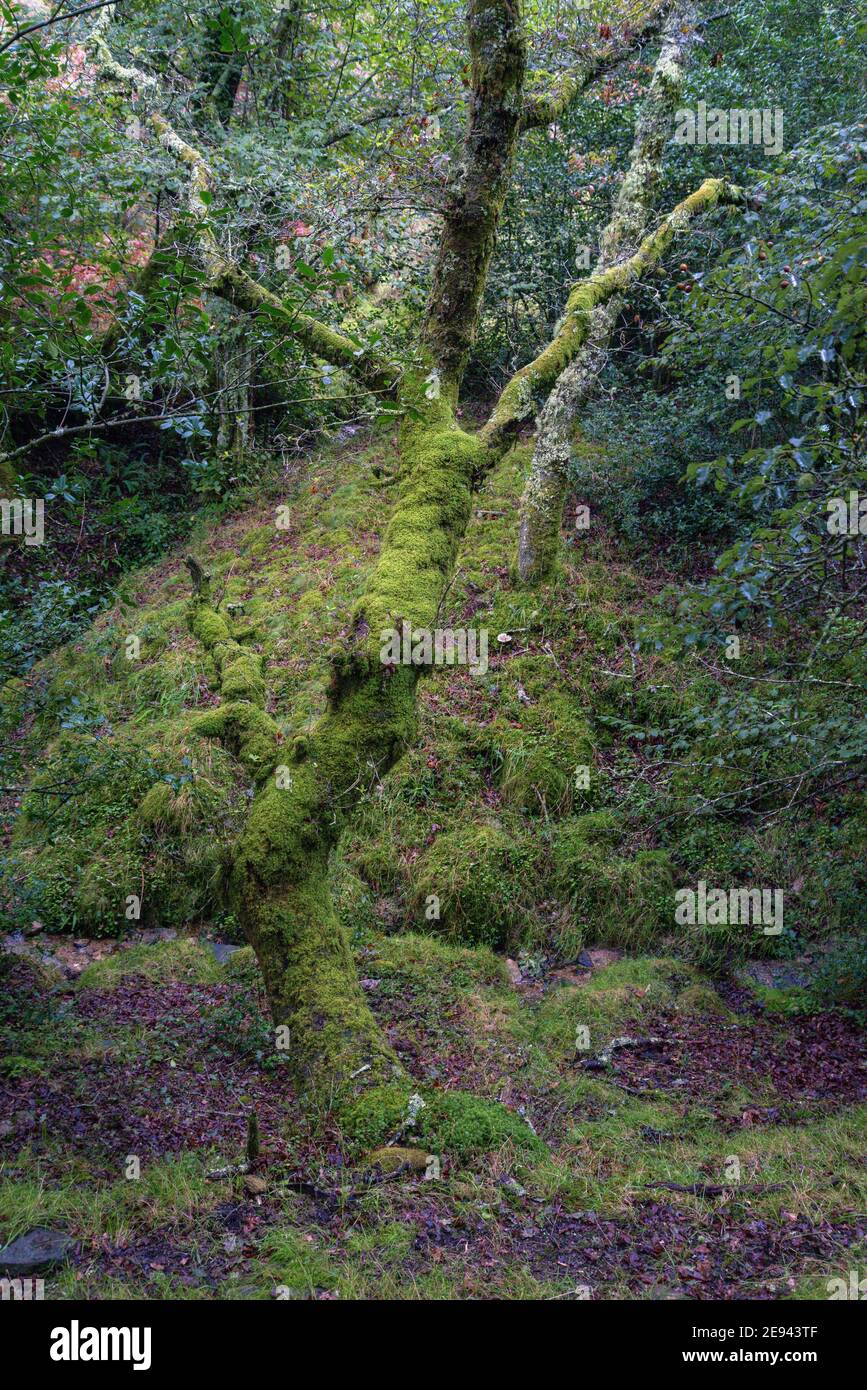 Isolated oak in the middle of a holly forest with the trunk completely ...