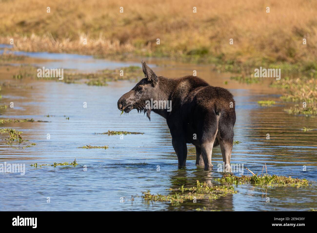 Shiras calf moose hi-res stock photography and images - Alamy