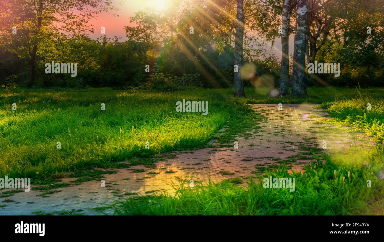 landscape overgrown park in the evening sun rays overgrown path bokeh ...