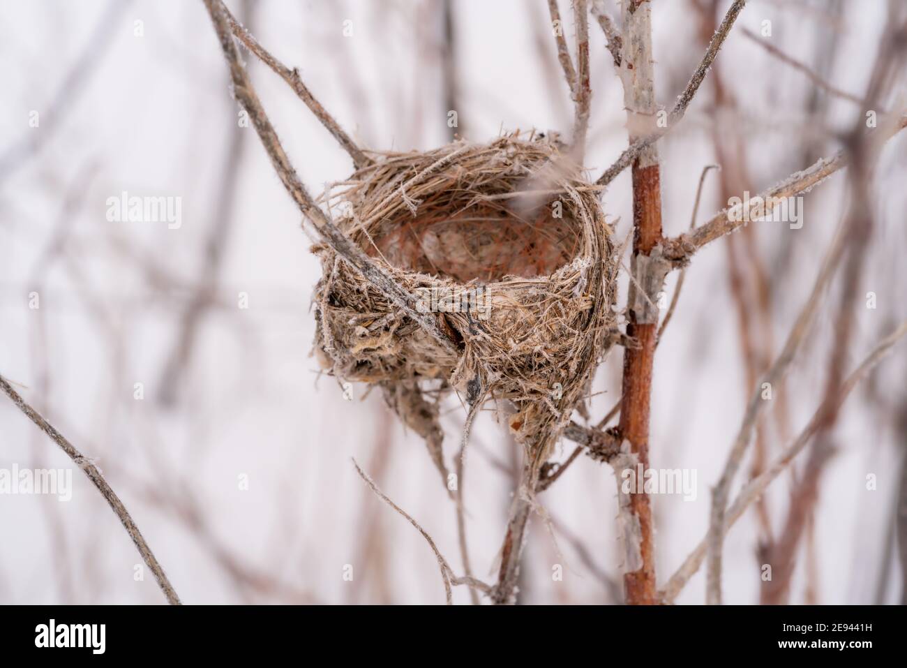 Empty nest hi-res stock photography and images - Alamy