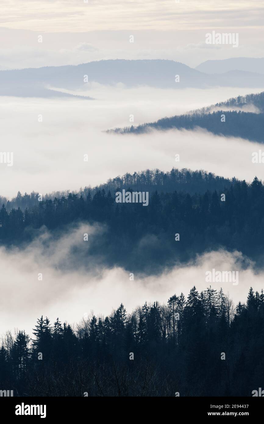 Coniferous Forest Climate
