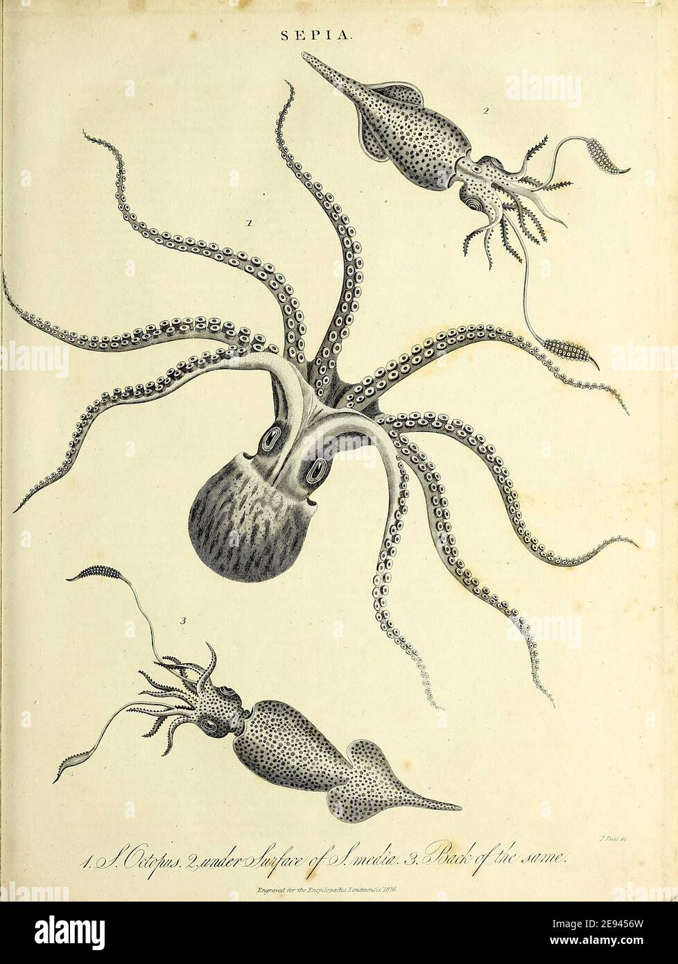 Class cephalopoda hi-res stock photography and images - Alamy