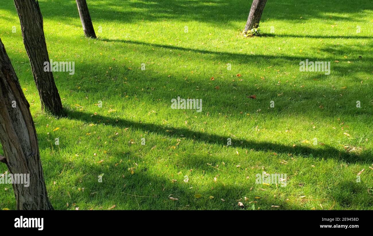 Long shadows of tree trunks on juicy green grass lawn after mowing and ...