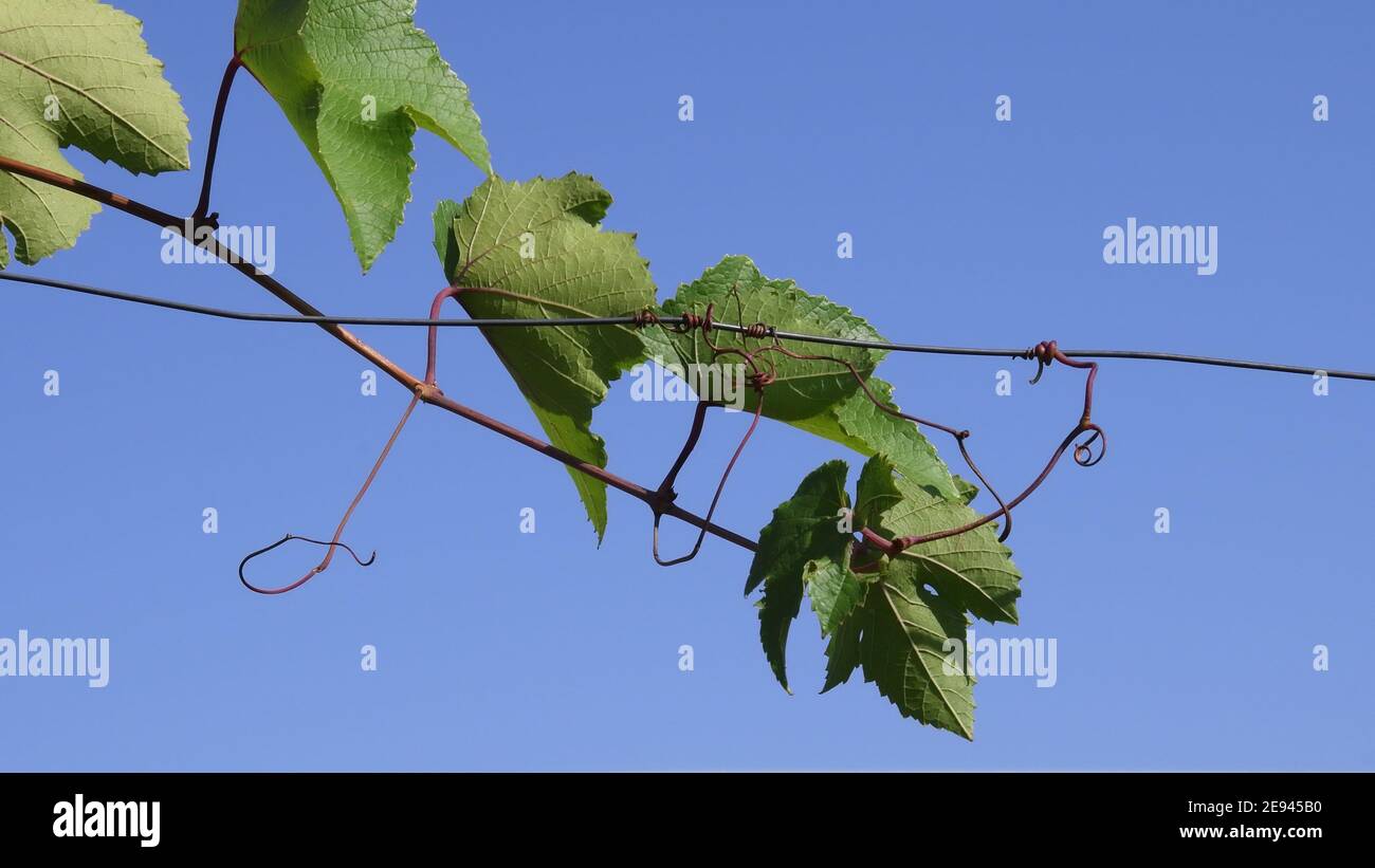 Green grape branch with curly tendrils climbing by wire against clear ...