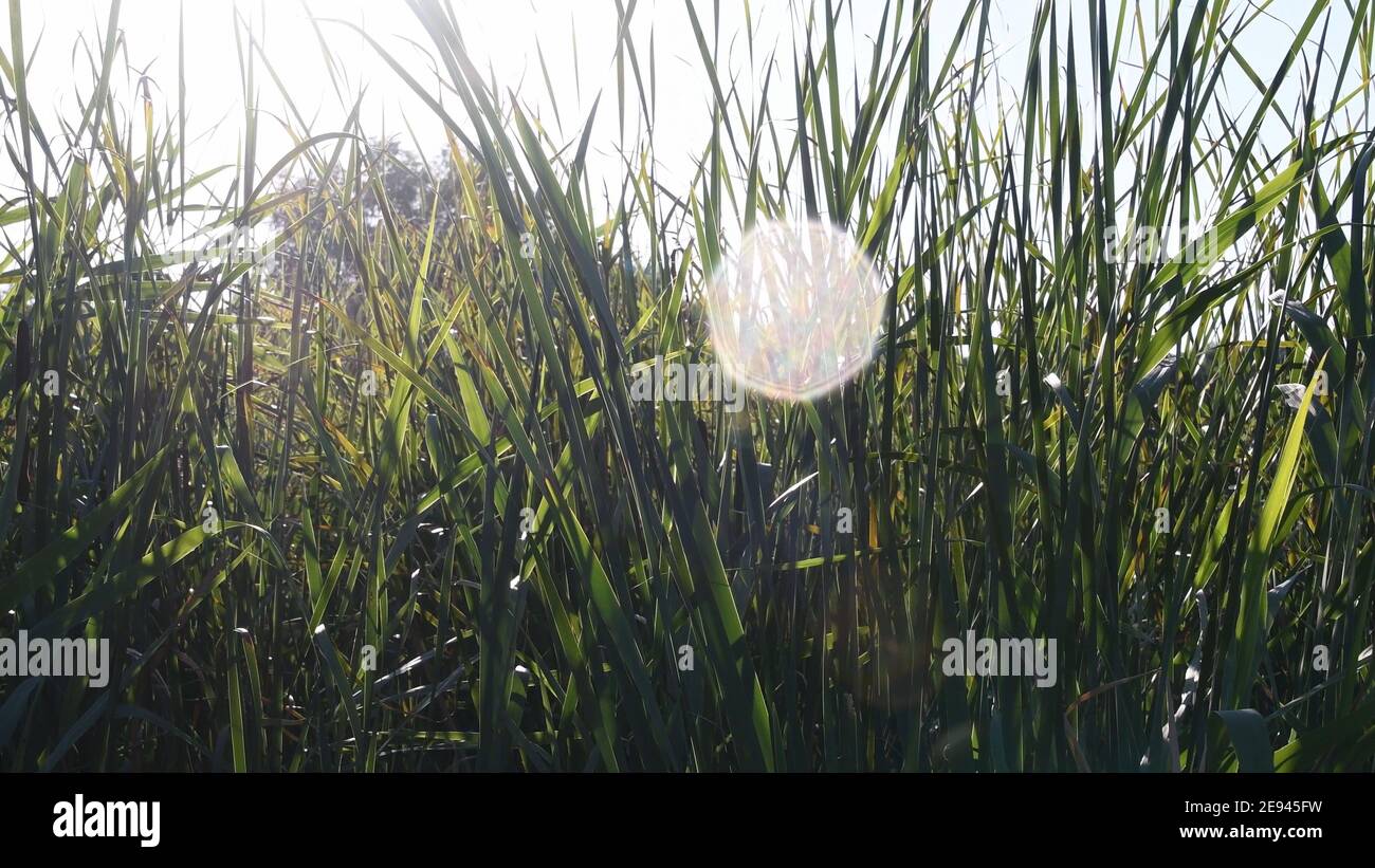 Defocused sunlight spectrum flare shine through water drop on lens ...