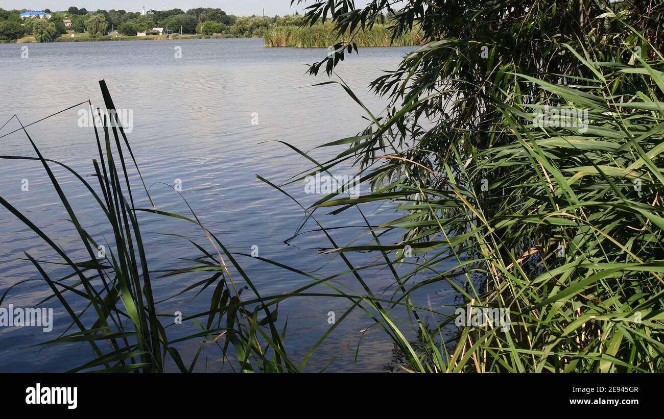 Green leaves sedge reflection in hi-res stock photography and images ...