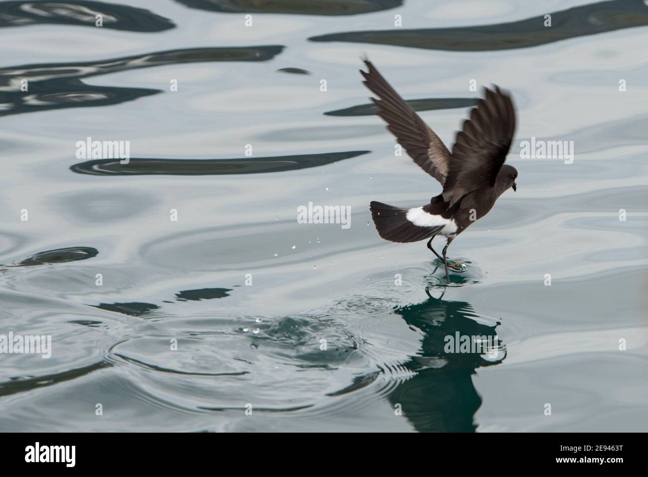 Wilsons Storm Petrel, Oceanites oceanicus, Ocean Harbour, South Georgia ...