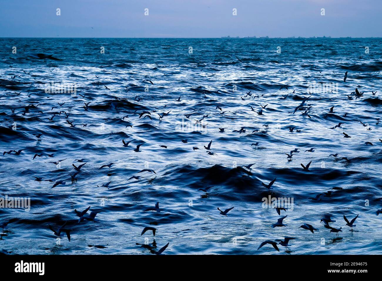 Birds flying above the sea stock photo Stock Photo - Alamy