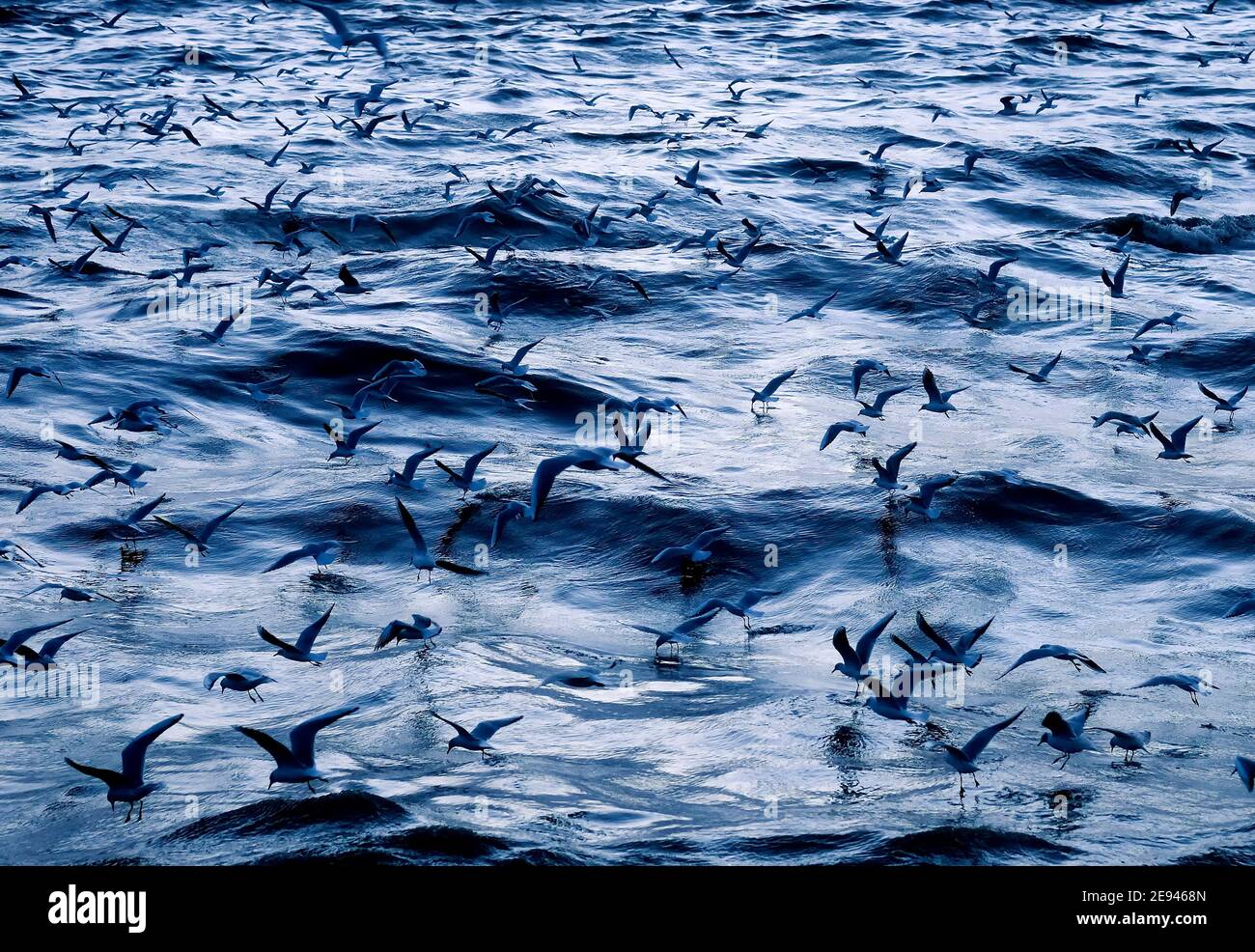 Birds flying above the sea stock photo Stock Photo - Alamy
