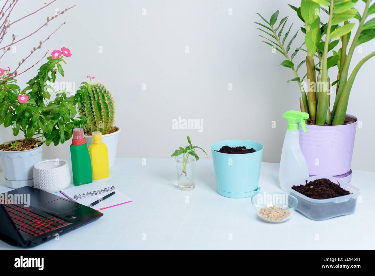 the process of planting a houseplant by a woman in a pot for ...